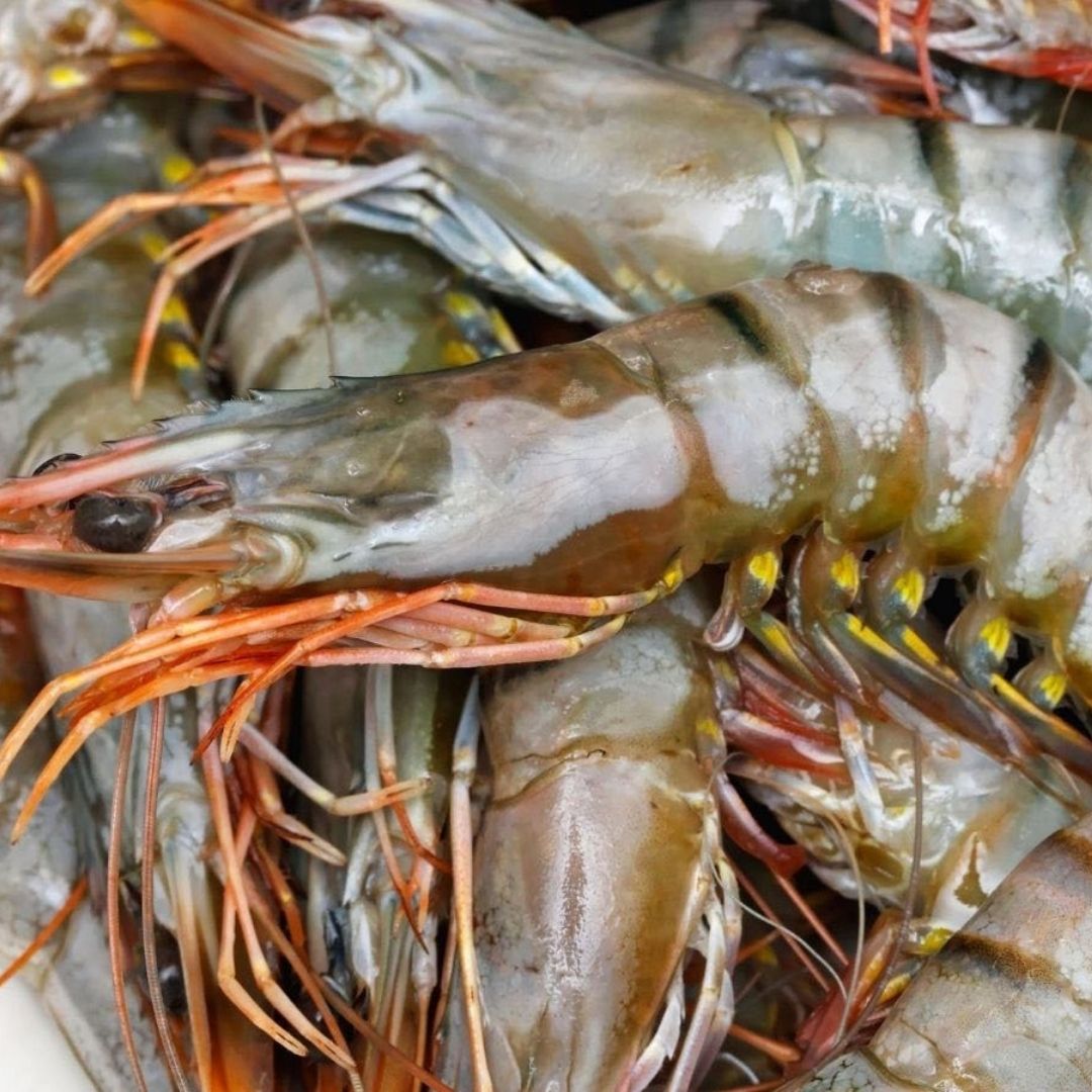 Buy XL Tiger Prawns Online | Fresh Seafood Delivery | MeatKing.hk